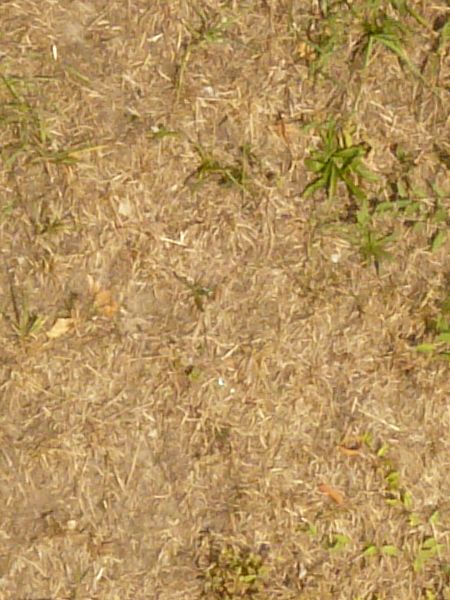 brown ground texture 0005 - Texturelib